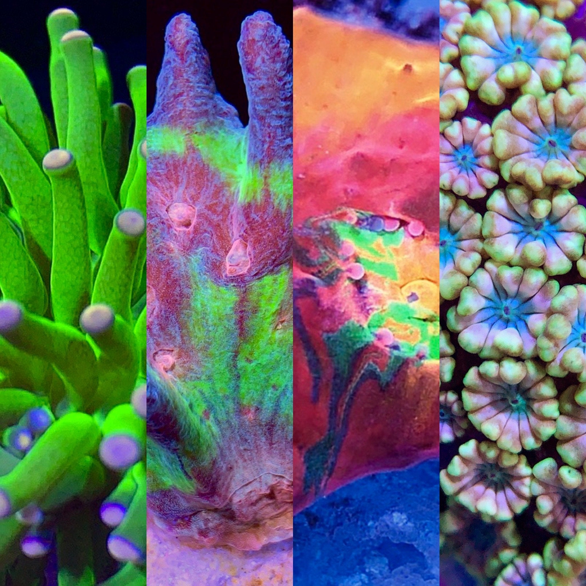 LPS Corals For Sale – Page 2 – Lucky Corals