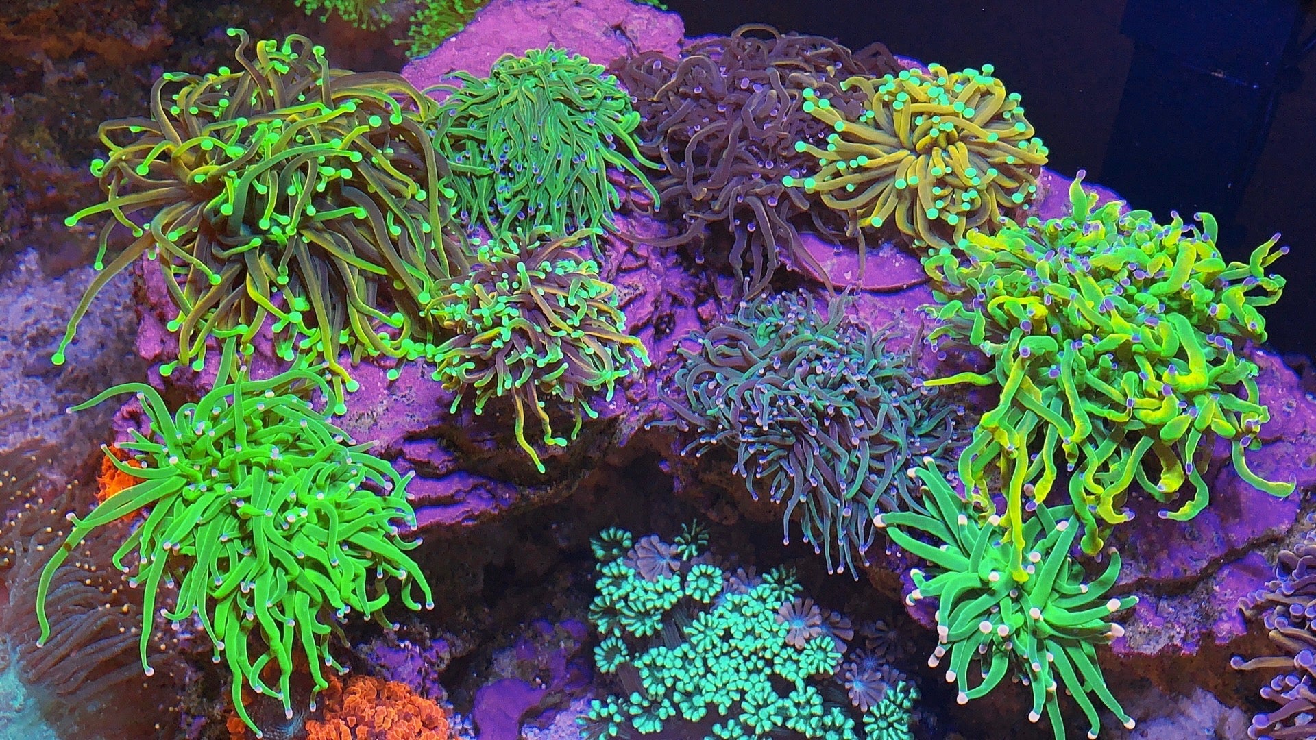 Euphyllia (Torch, Hammer, Frogspawn, Octospawn) - Coral for sale ...
