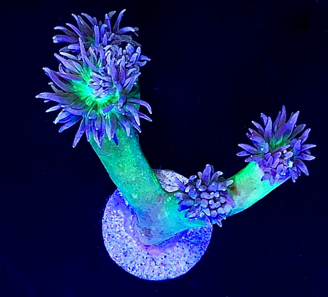 Duncan Coral (Duncanopsammia axifuga) - Coral Frags for sale – Lucky Corals