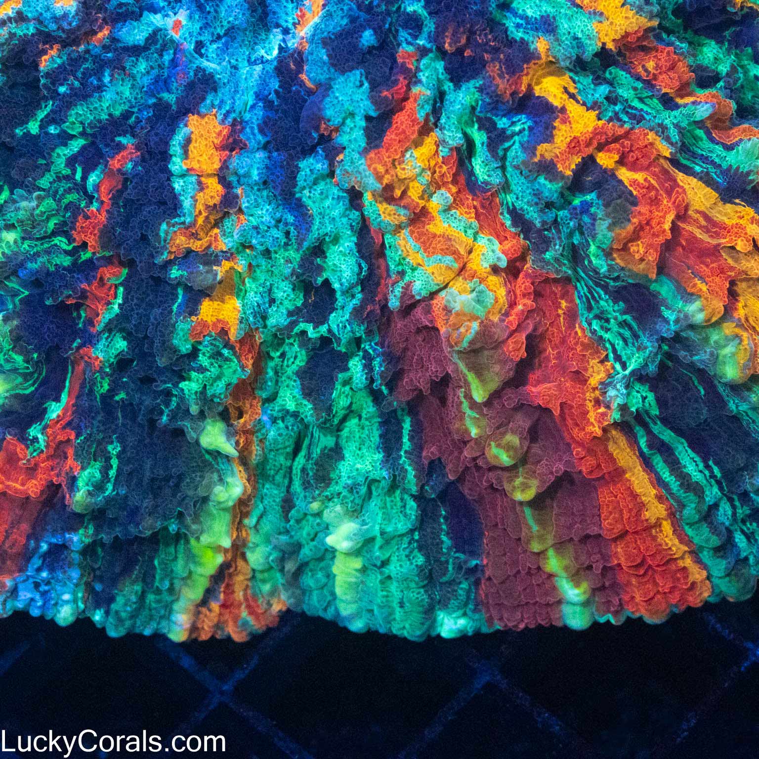 Acantho Coral (Acanthophyllia) For Sale – Lucky Corals