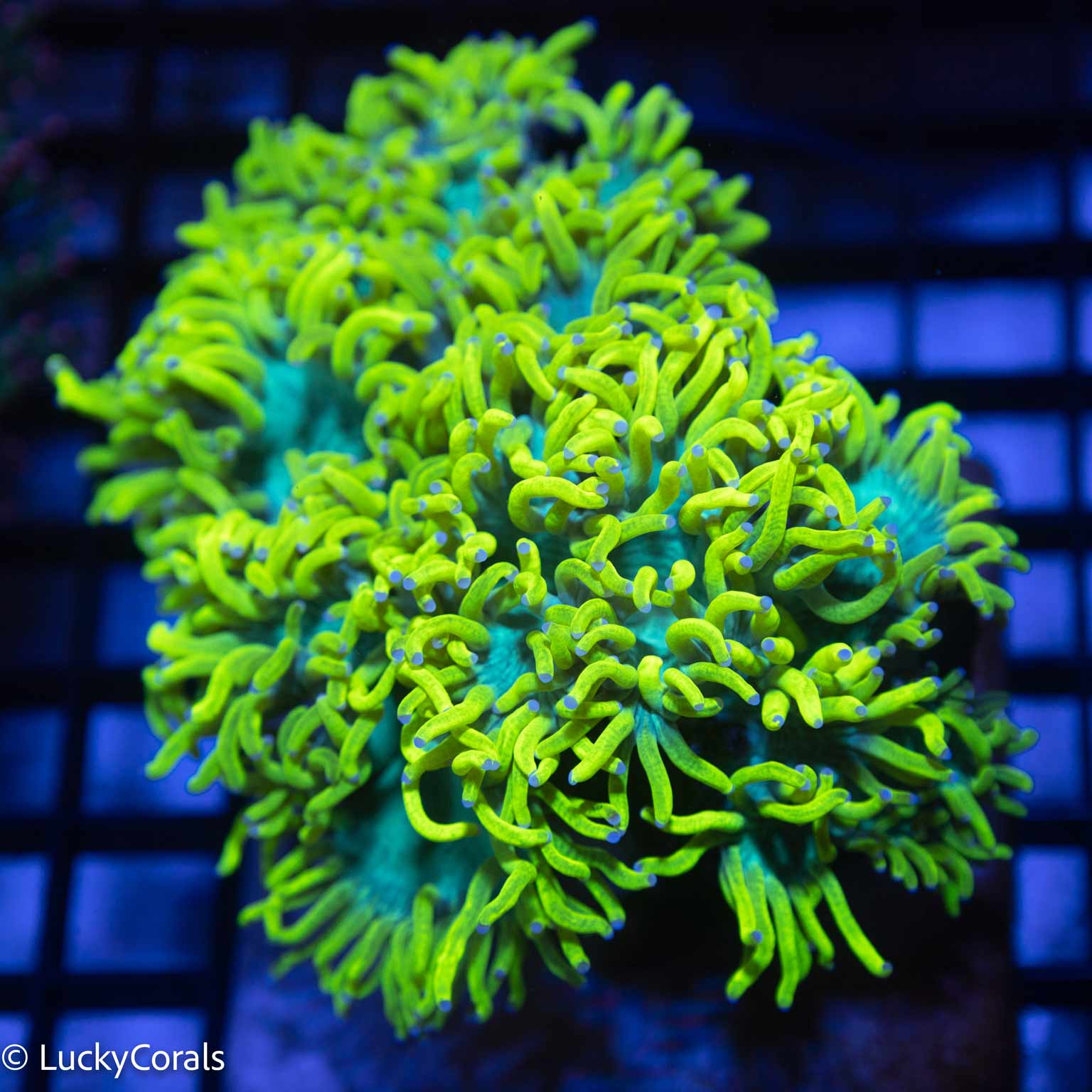 Elegance Coral for Sale - Overnight Shipping – Lucky Corals