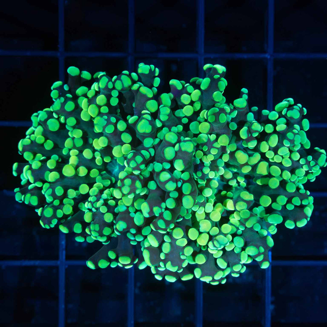 LPS Corals For Sale – Page 4 – Lucky Corals