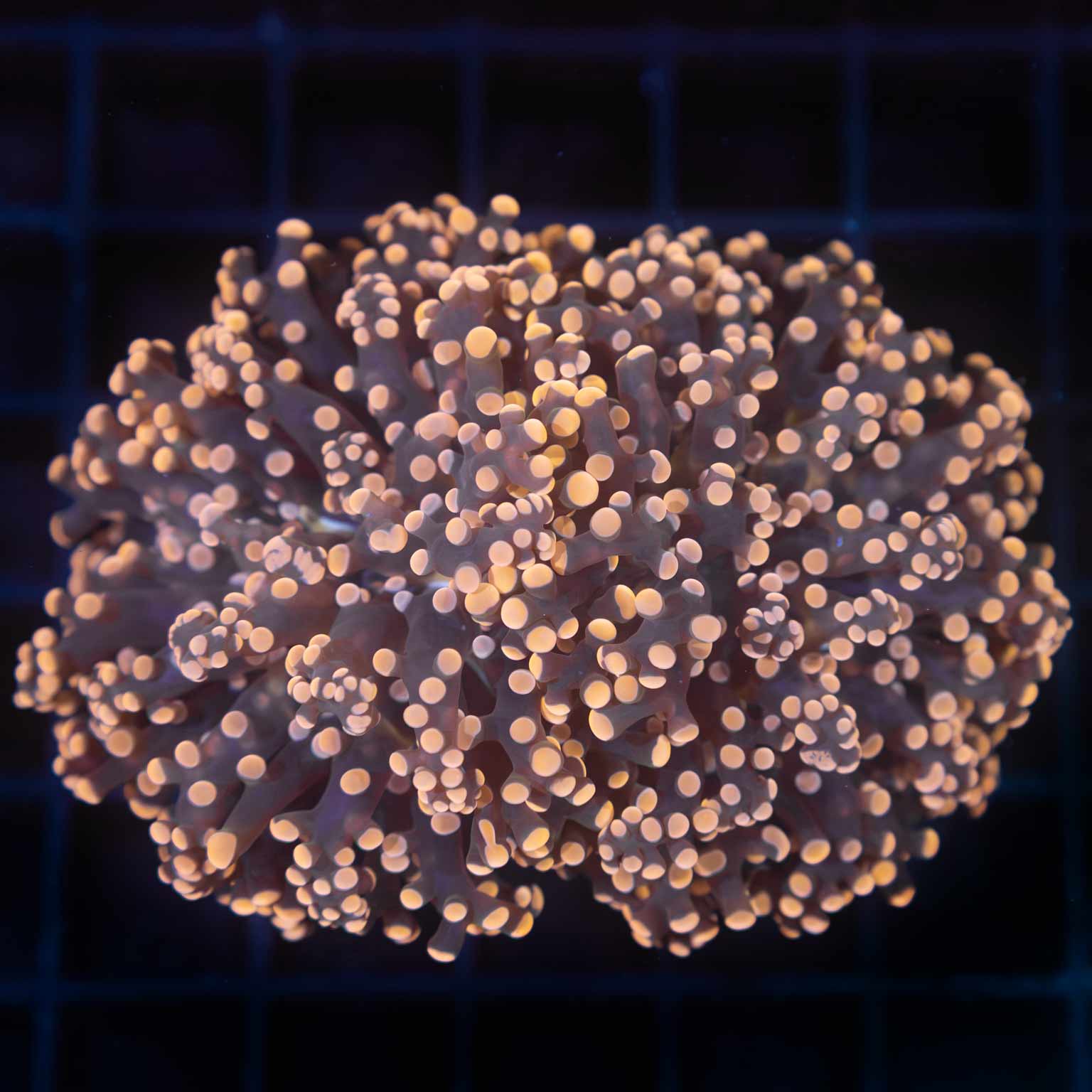 Euphyllia (Torch, Hammer, Frogspawn, Octospawn) - Coral for sale ...