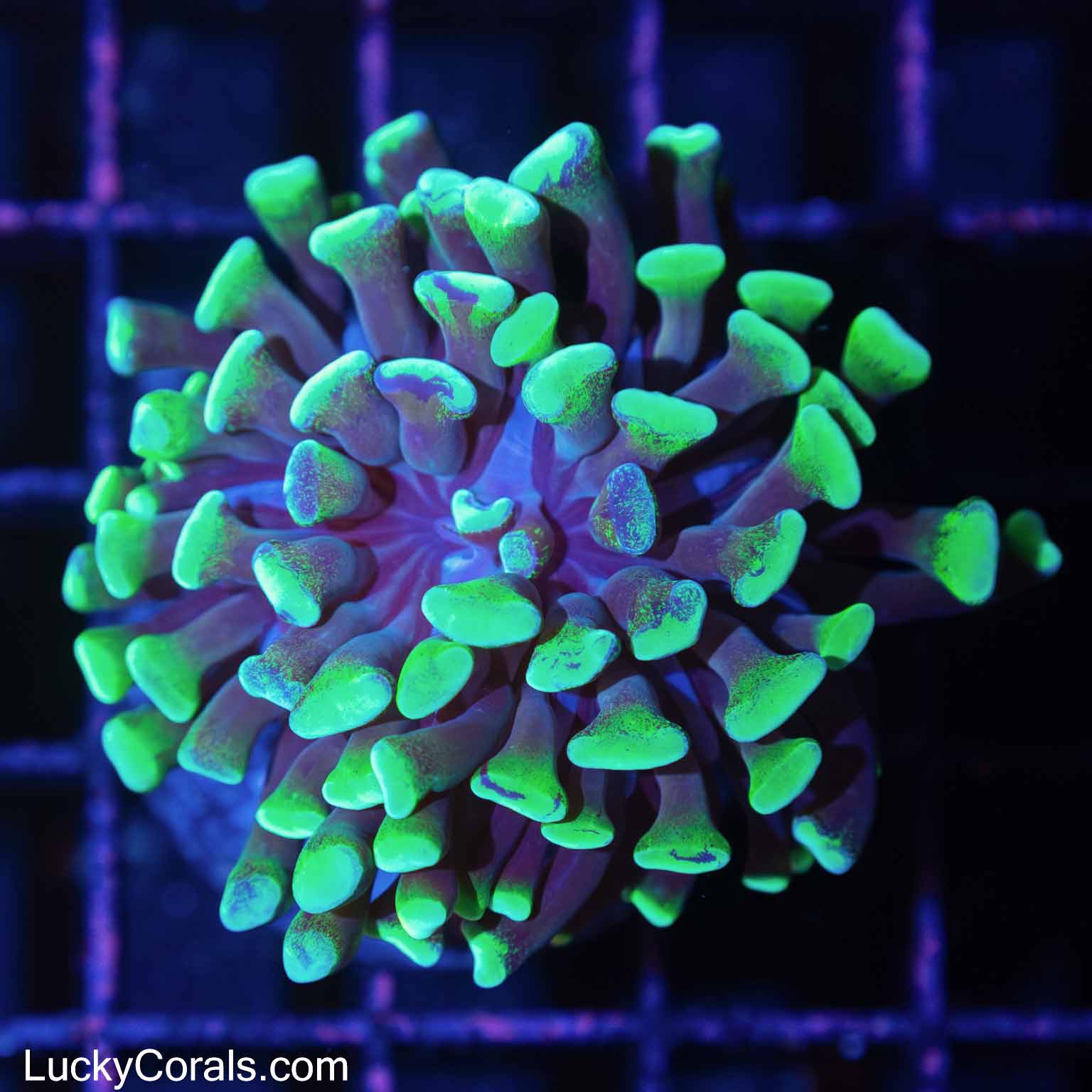 LPS Corals For Sale – Page 4 – Lucky Corals