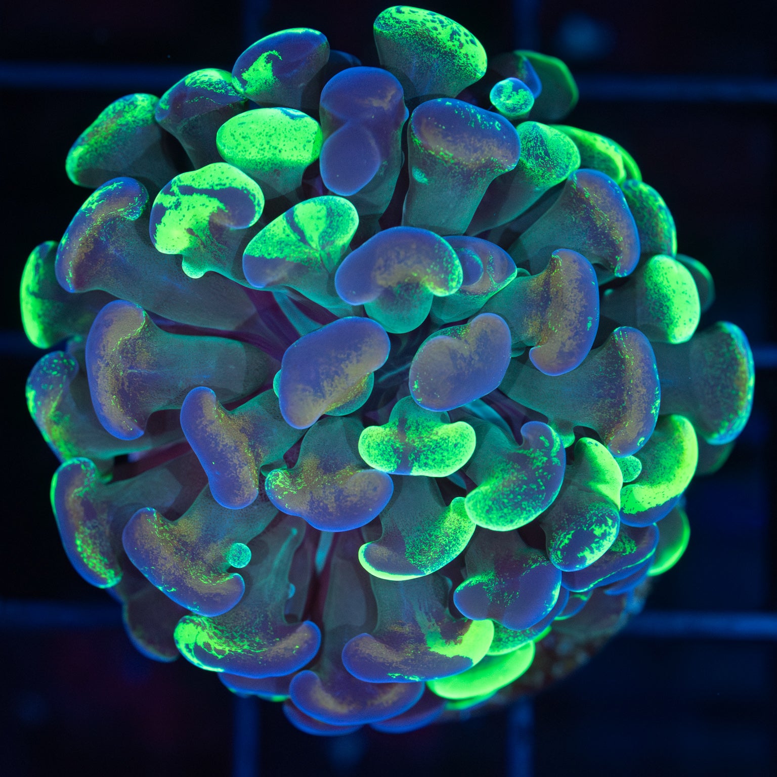 LPS Corals For Sale – Page 2 – Lucky Corals