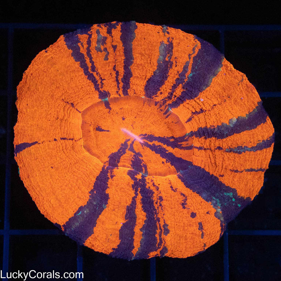 Scoly Coral (Scolymia) for sale – Lucky Corals