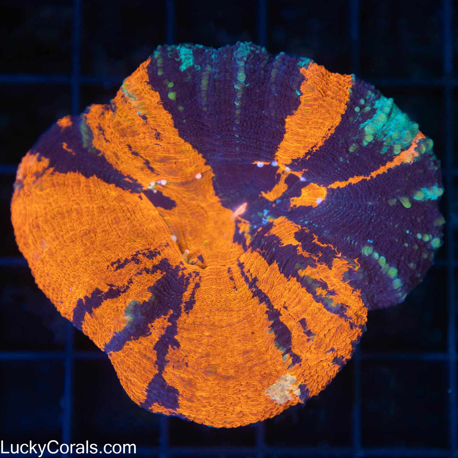 Scoly Coral (Scolymia) for sale – Lucky Corals