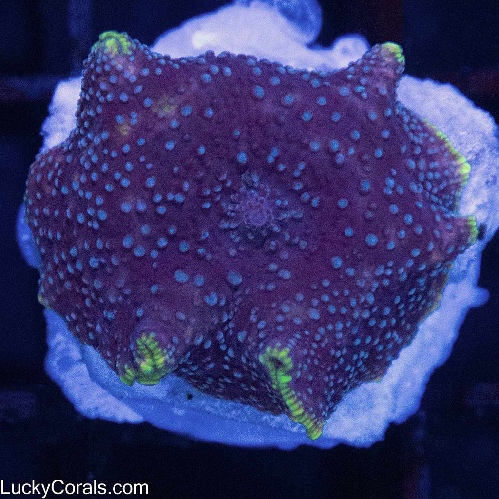 Mushroom Corals for sale - Bounce, Disosoma, Jawbreaker, Rhodactis ...
