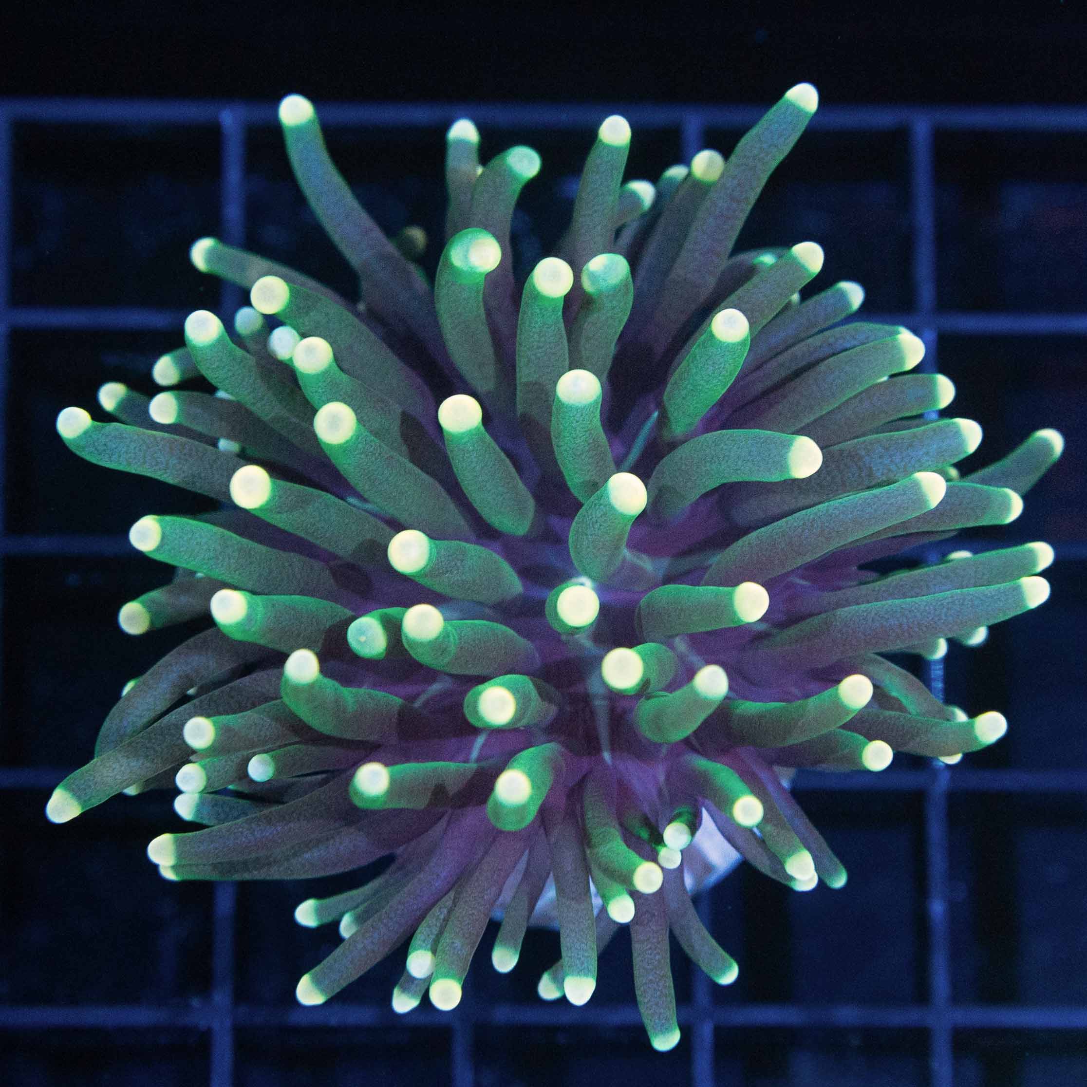 LPS Corals For Sale – Page 4 – Lucky Corals