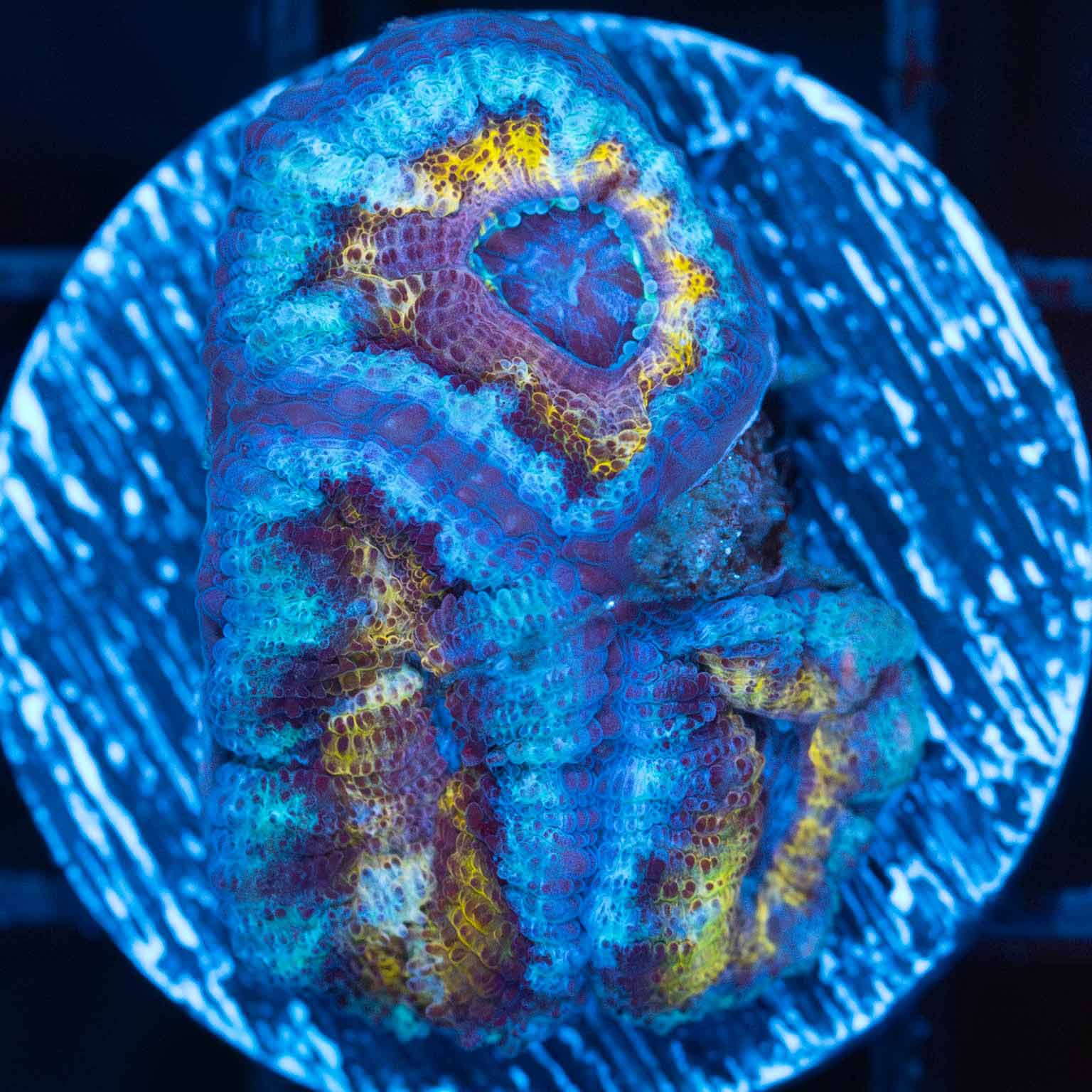 LPS Corals For Sale – Page 5 – Lucky Corals