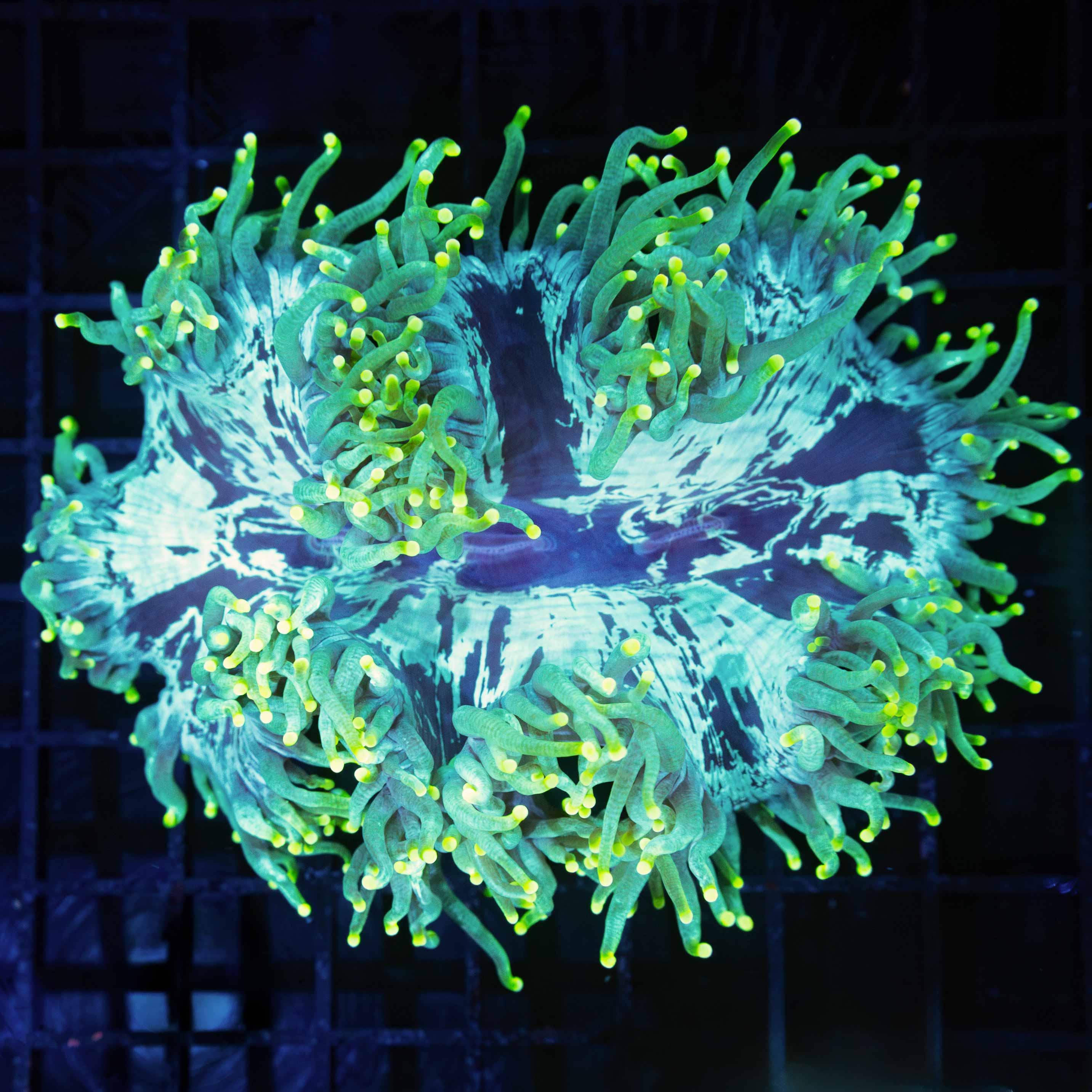 Elegance Coral for Sale - Overnight Shipping – Lucky Corals