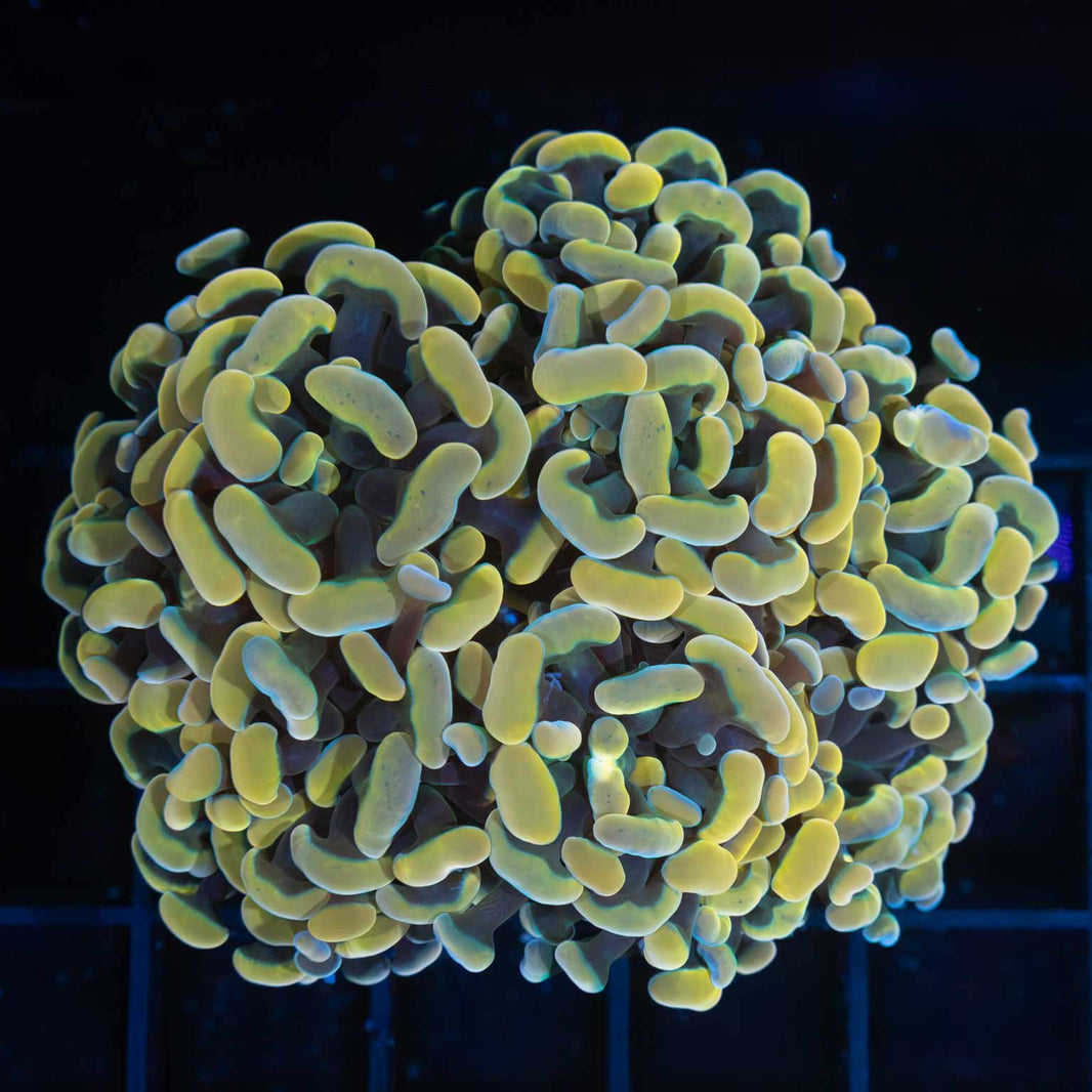 LPS Corals For Sale – Page 2 – Lucky Corals