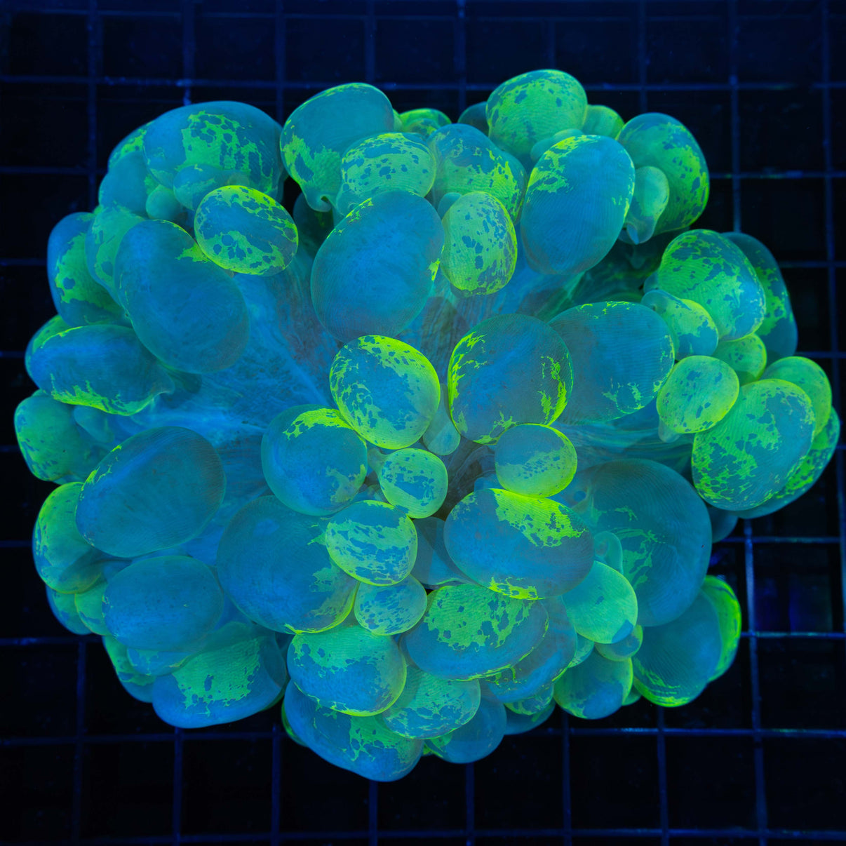 Large Neon Splatter Bubble Coral 5.5" – Lucky Corals