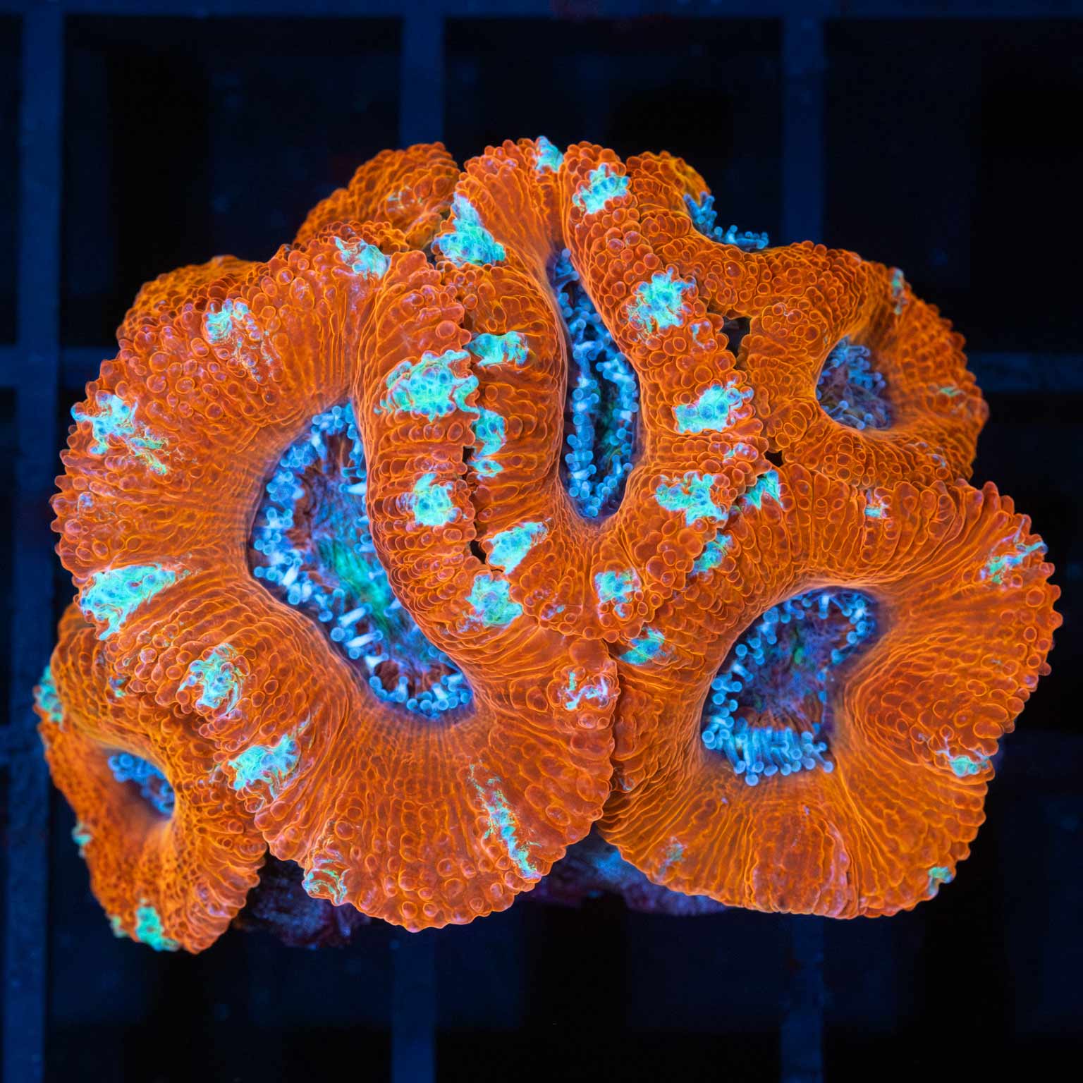 Acan coral for sale (Micromussa) - Overnight Shipping – Lucky Corals