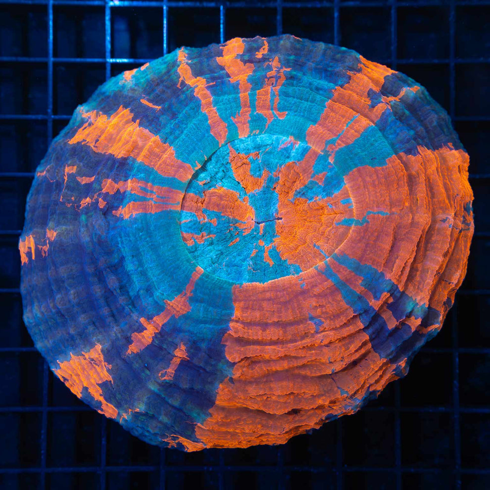 3 Color Acanthophyllia 5" – Lucky Corals