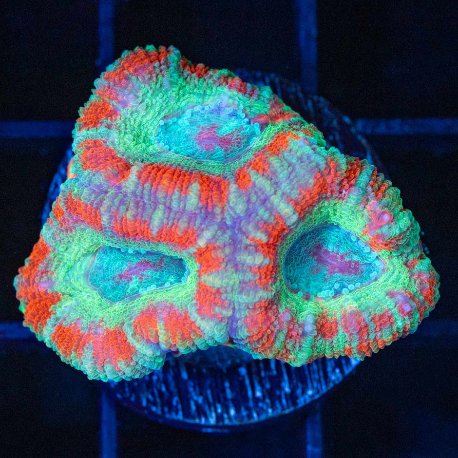 LPS Corals For Sale – Page 5 – Lucky Corals