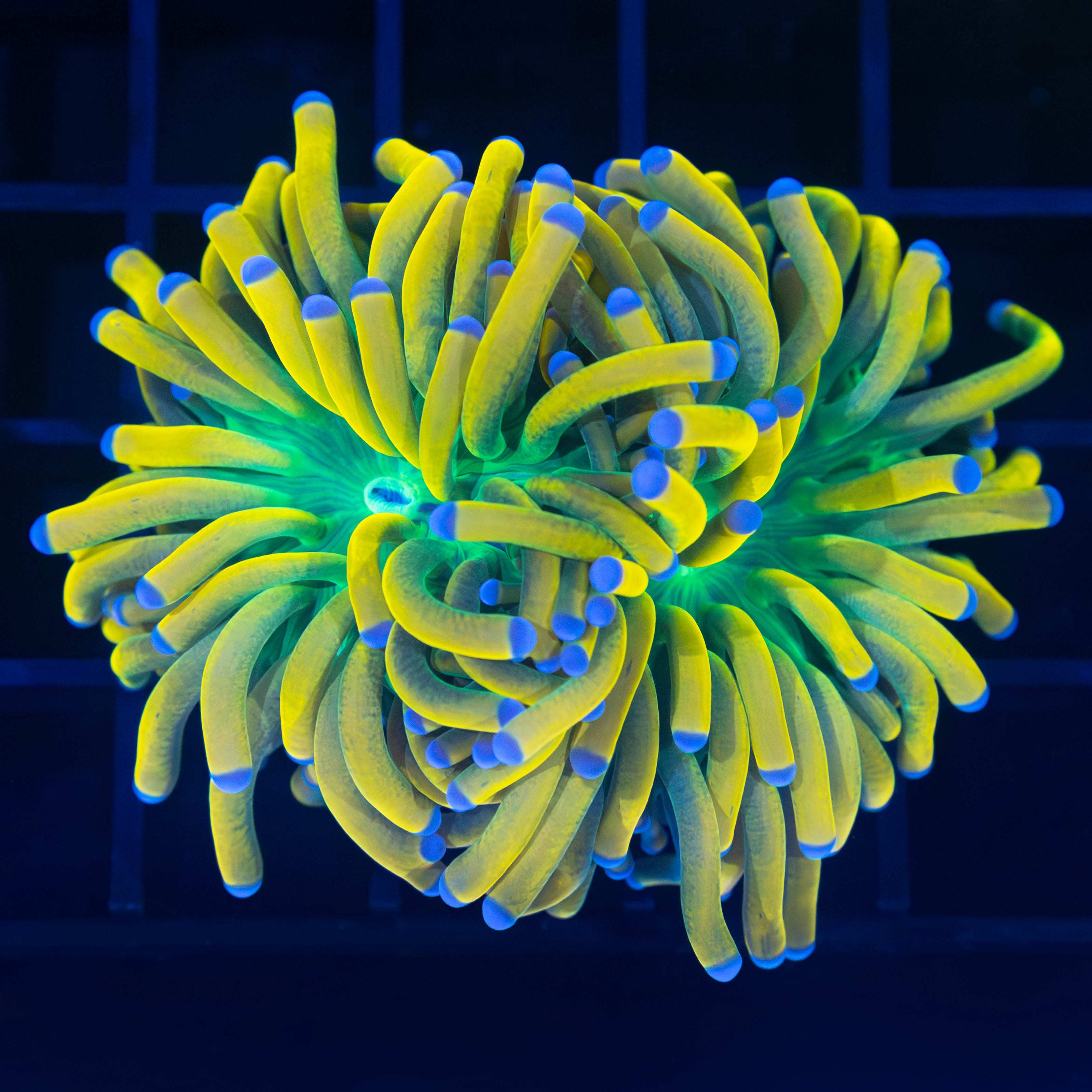 Blue Tip Ultimate Banana Torch (Splitting) – Lucky Corals
