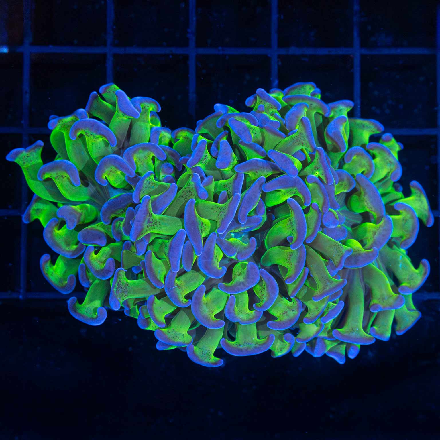 Hammer corals for sale - Overnight Shipping – Lucky Corals