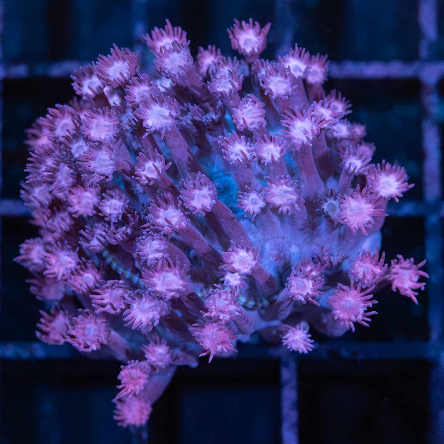 Goni Coral for sale (Goniopora) - Overnight Shipping – Lucky Corals