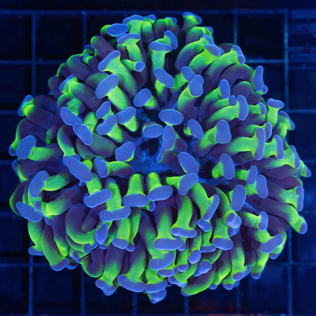 LPS Corals For Sale – Page 2 – Lucky Corals