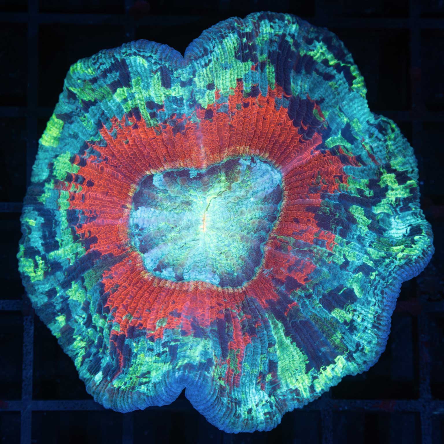 Trachyphyllia Coral for Sale – Lucky Corals