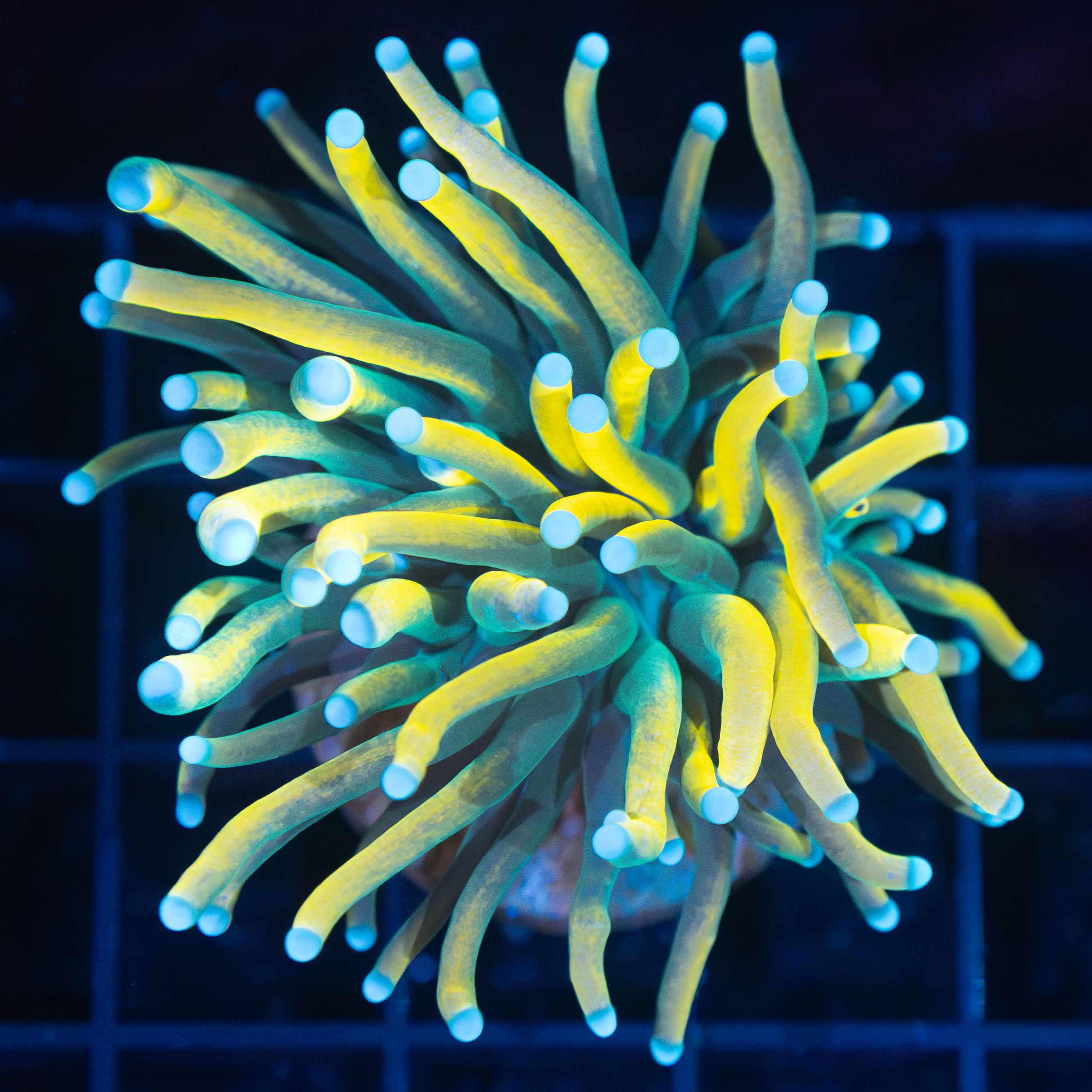 LPS Corals For Sale – Page 4 – Lucky Corals