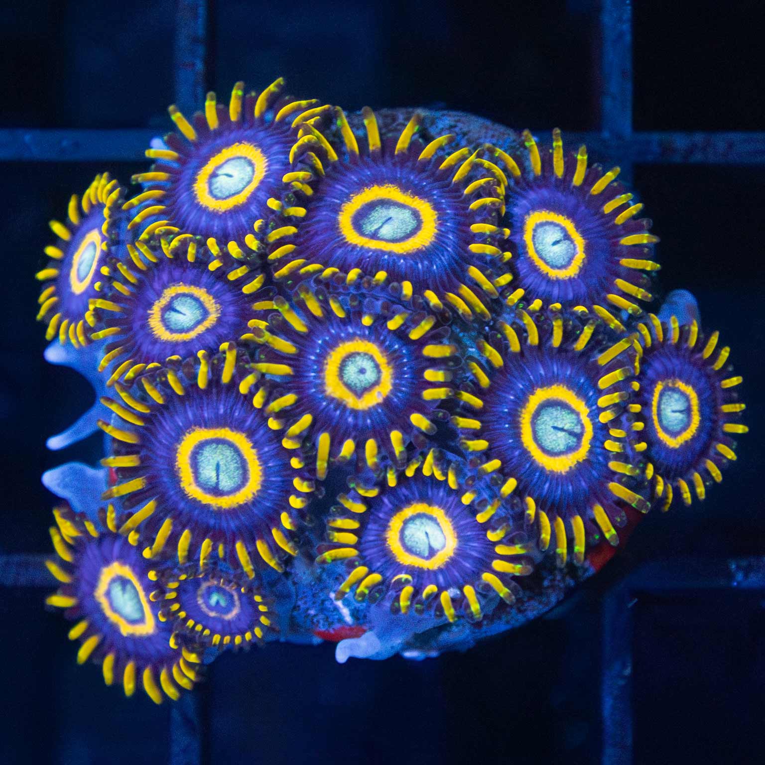 Blue Hornet Zoa (12 Polyps) – Lucky Corals