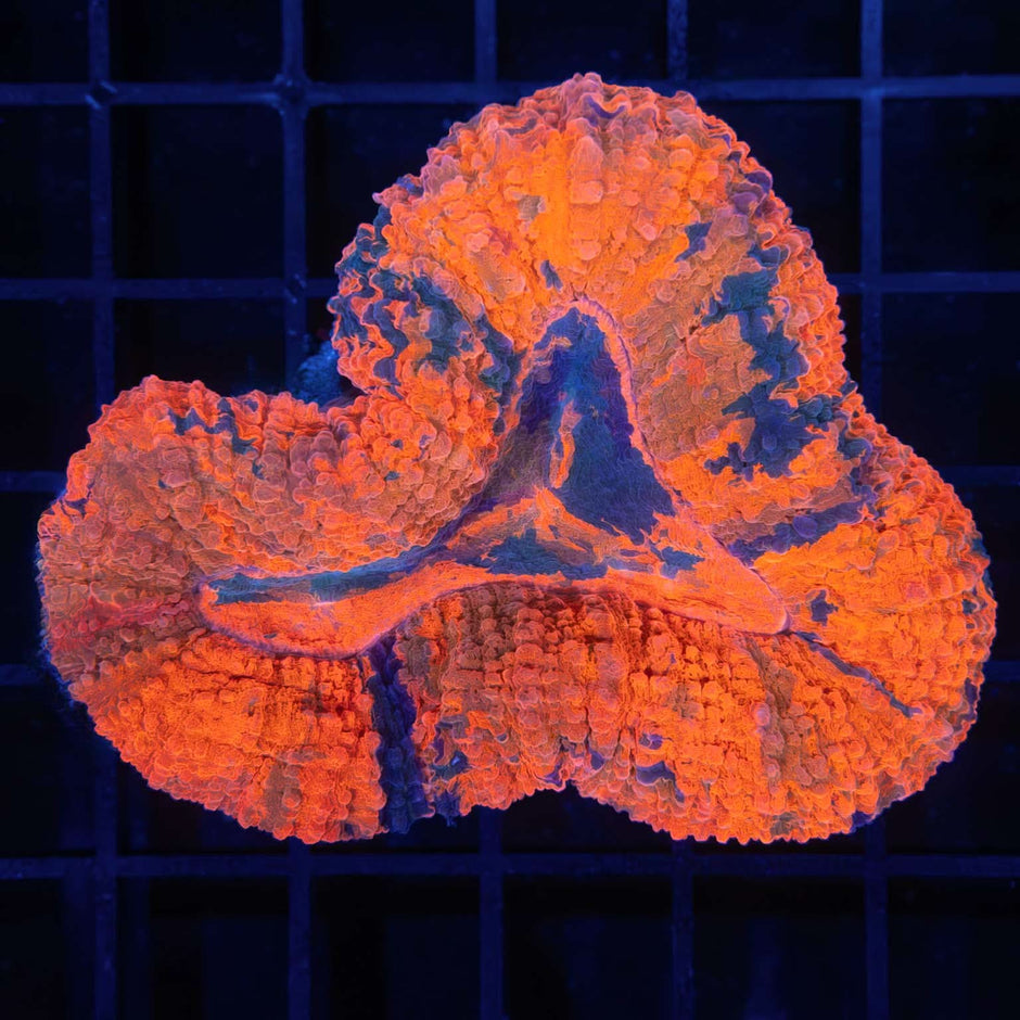 LPS Corals For Sale – Page 2 – Lucky Corals