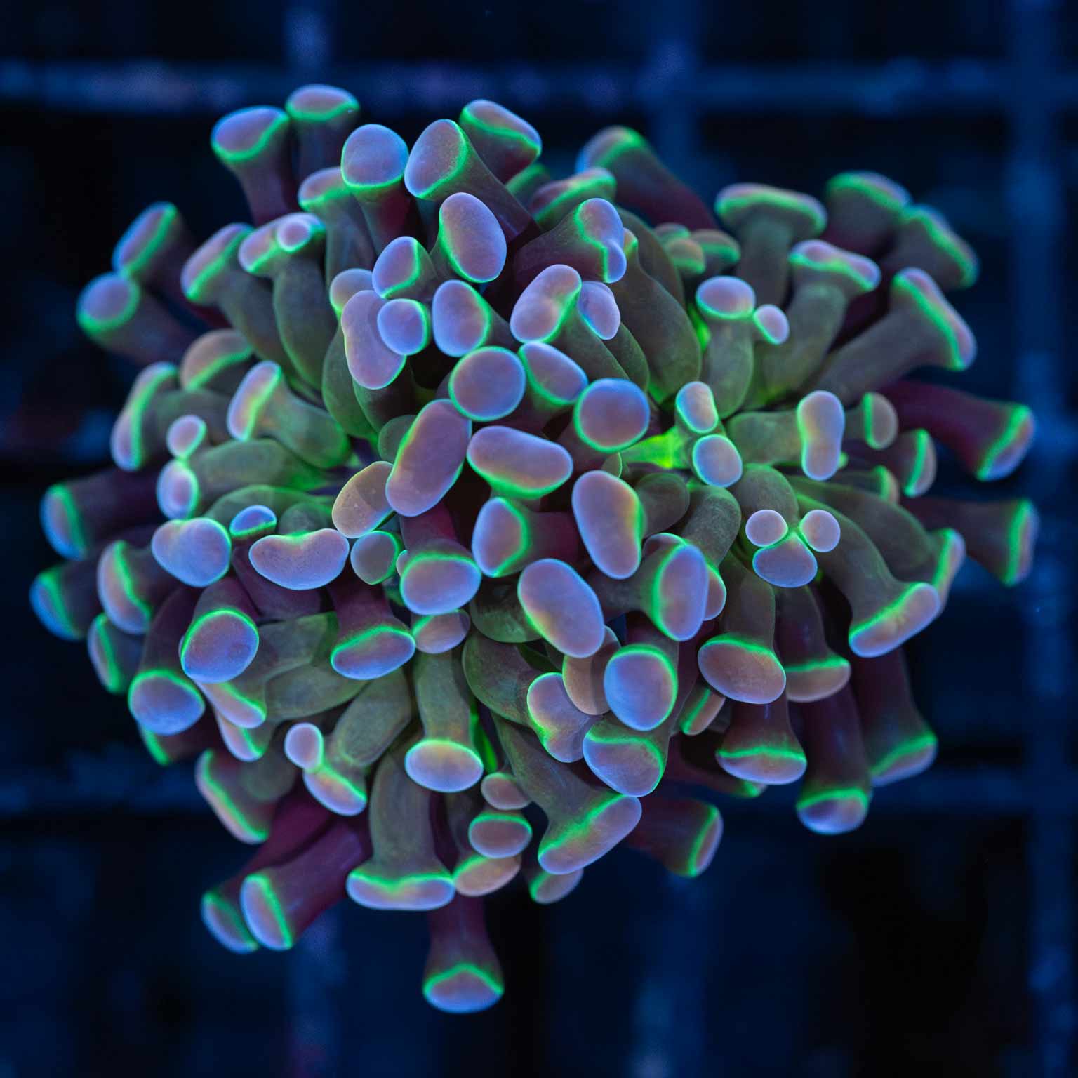 Hammer corals for sale - Overnight Shipping – Lucky Corals