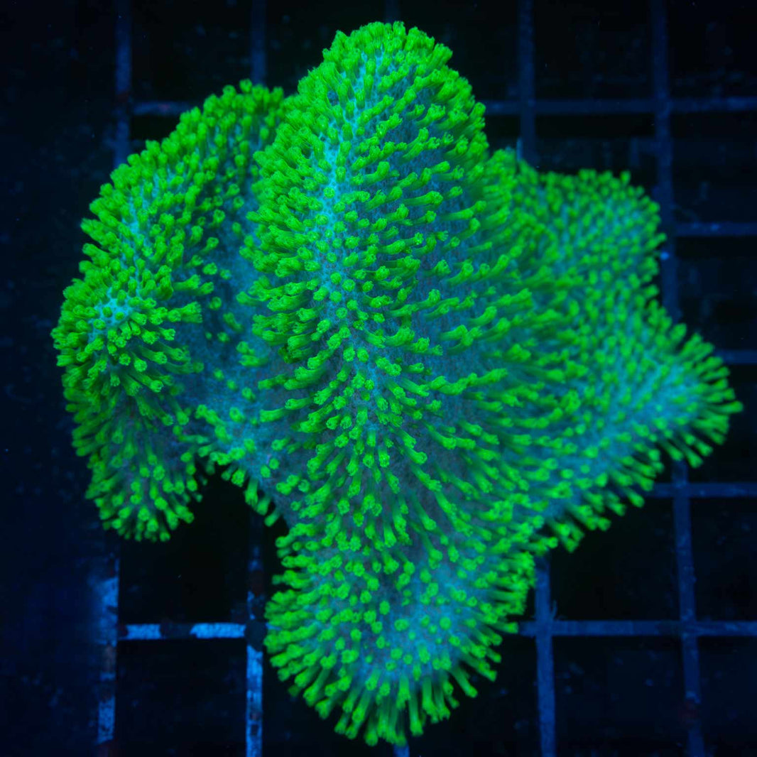 Leather Corals for sale - Leather coral care – Lucky Corals