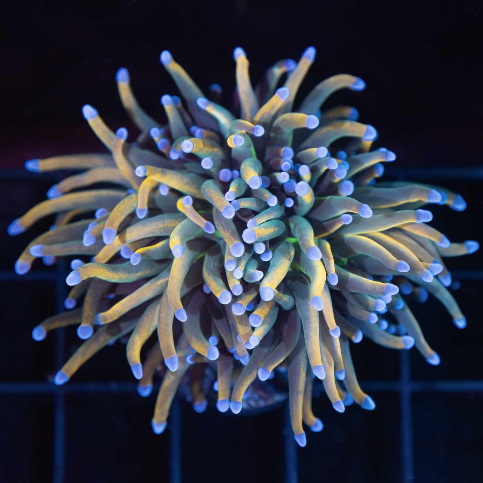 Euphyllia (Torch, Hammer, Frogspawn, Octospawn) - Coral for sale ...