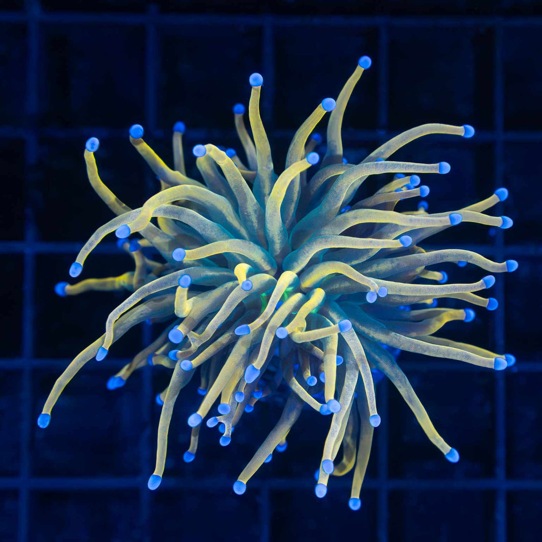 Euphyllia (Torch, Hammer, Frogspawn, Octospawn) - Coral for sale – Lucky Corals