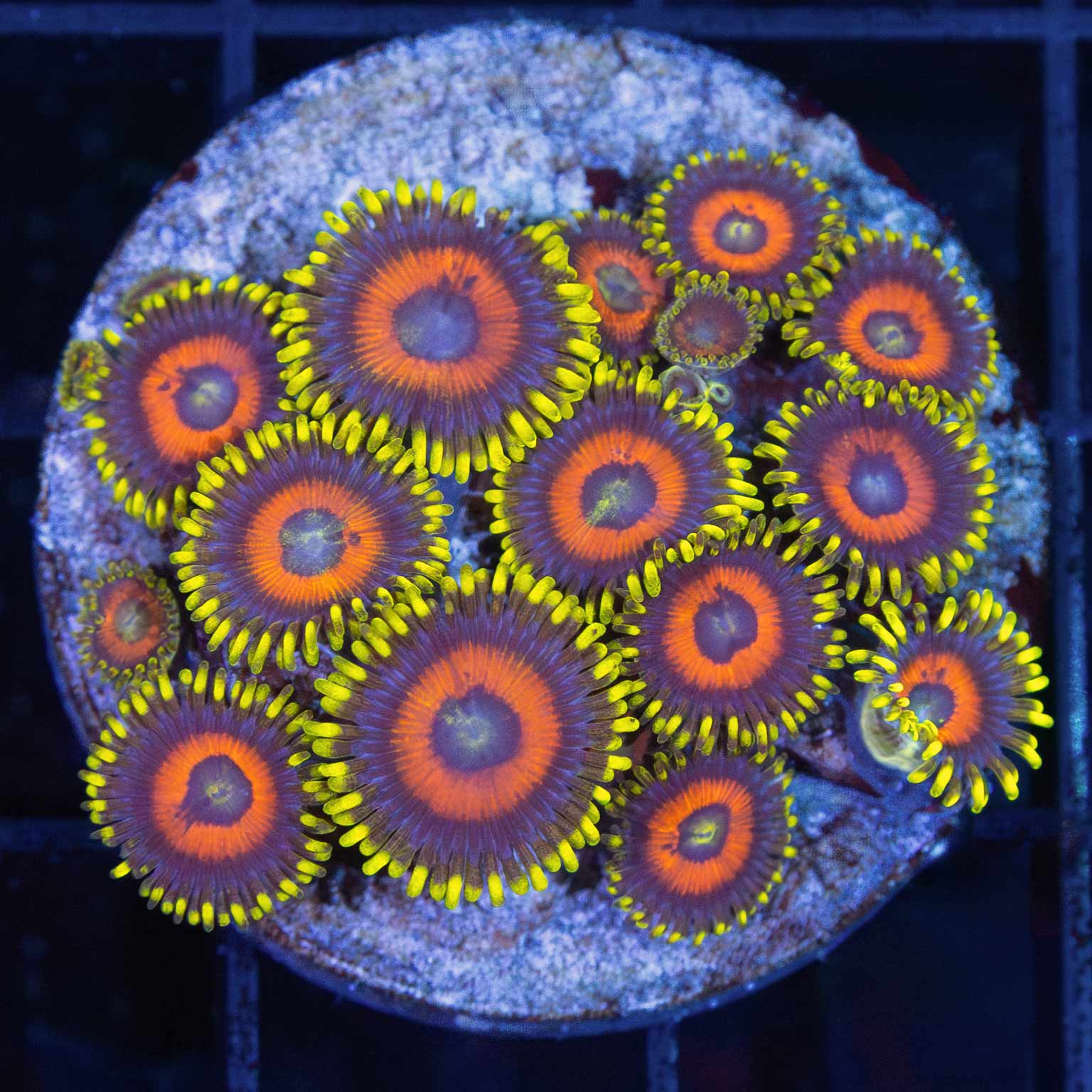 Zoa Corals For Sale - Overnight Shipping – Lucky Corals