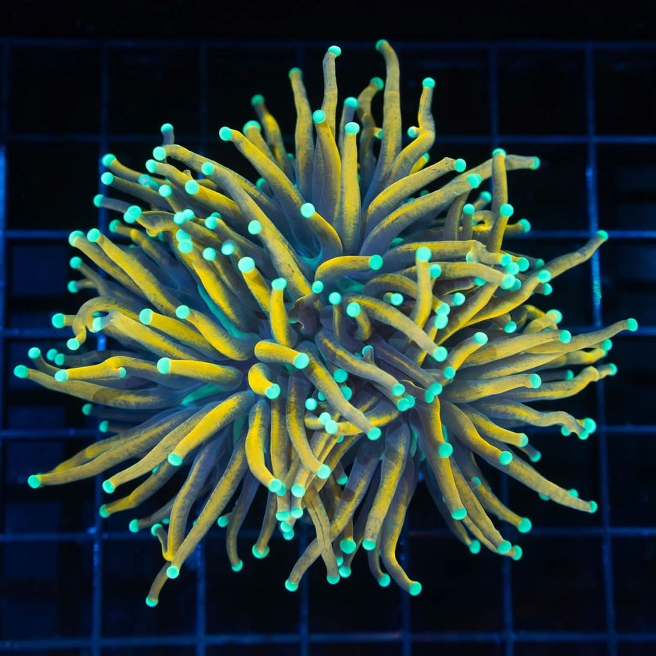 Torch Coral for Sale - Torch corals overnight delivery – Lucky Corals