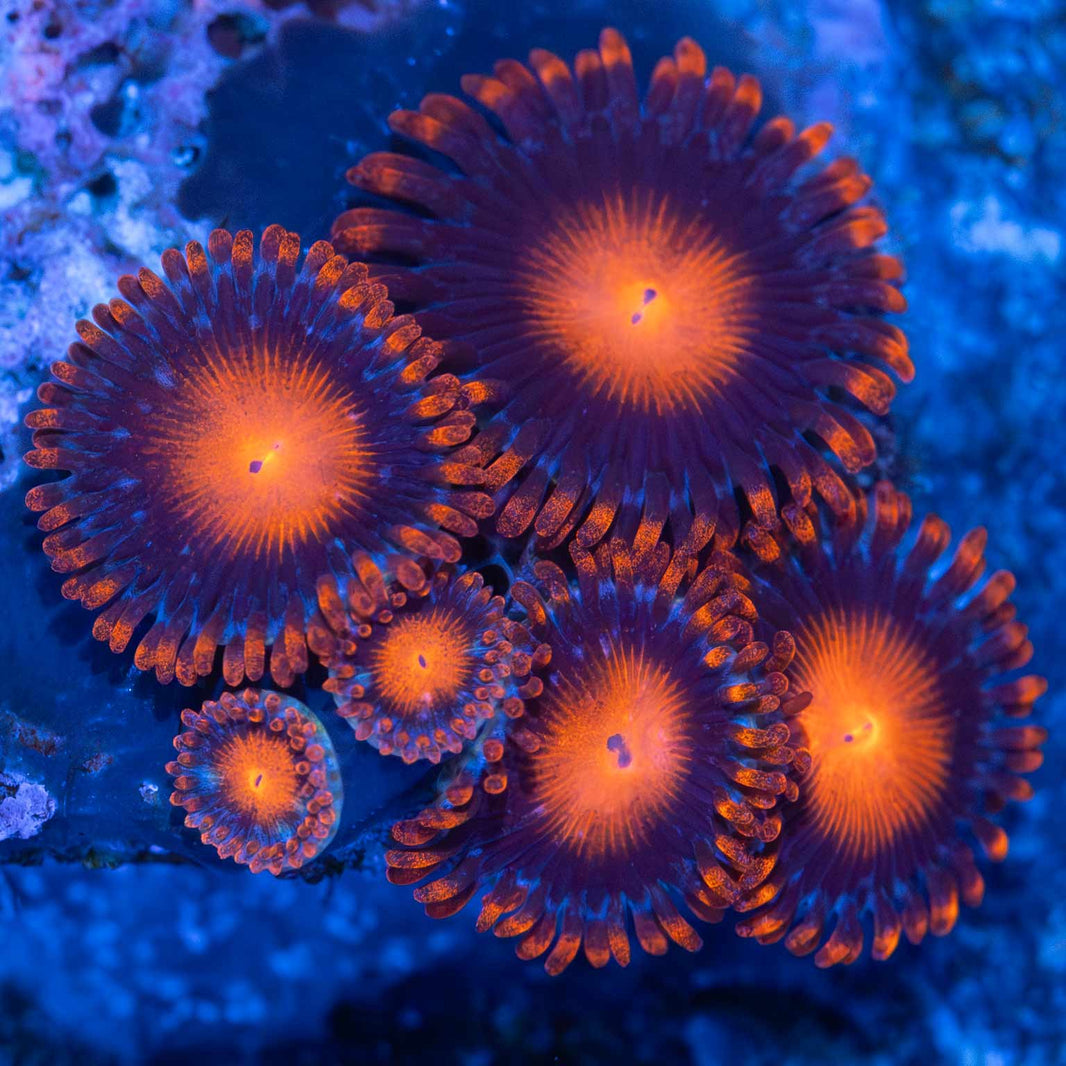 Zoa Corals For Sale - Overnight Shipping – Lucky Corals