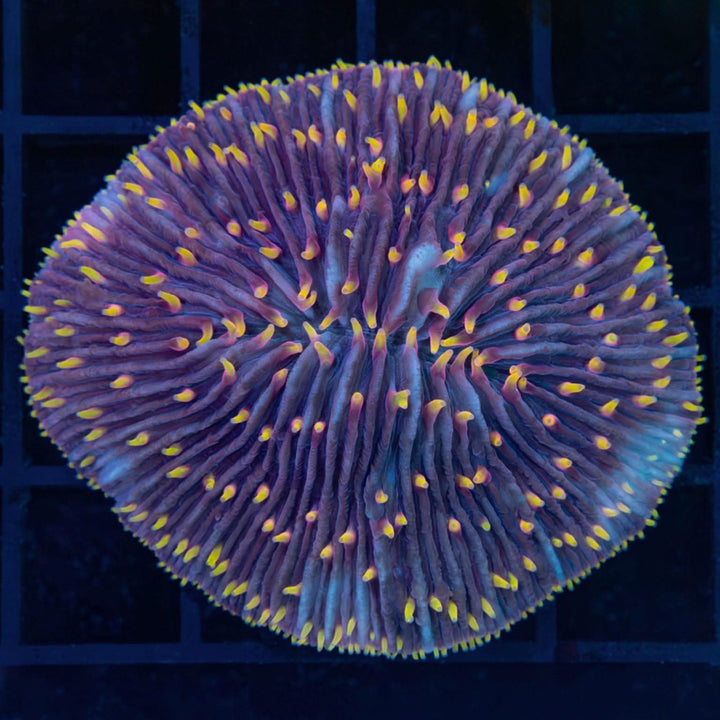 LPS Corals For Sale – Page 5 – Lucky Corals