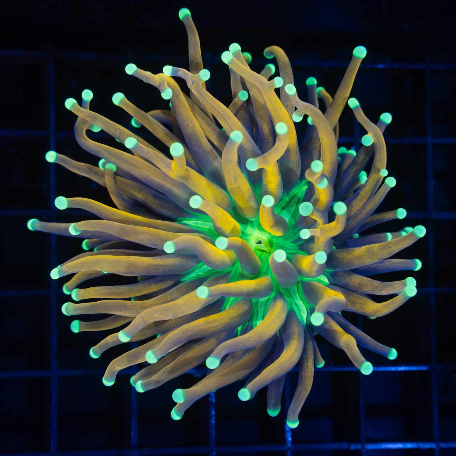Torch Coral for Sale - Torch corals overnight delivery – Lucky Corals