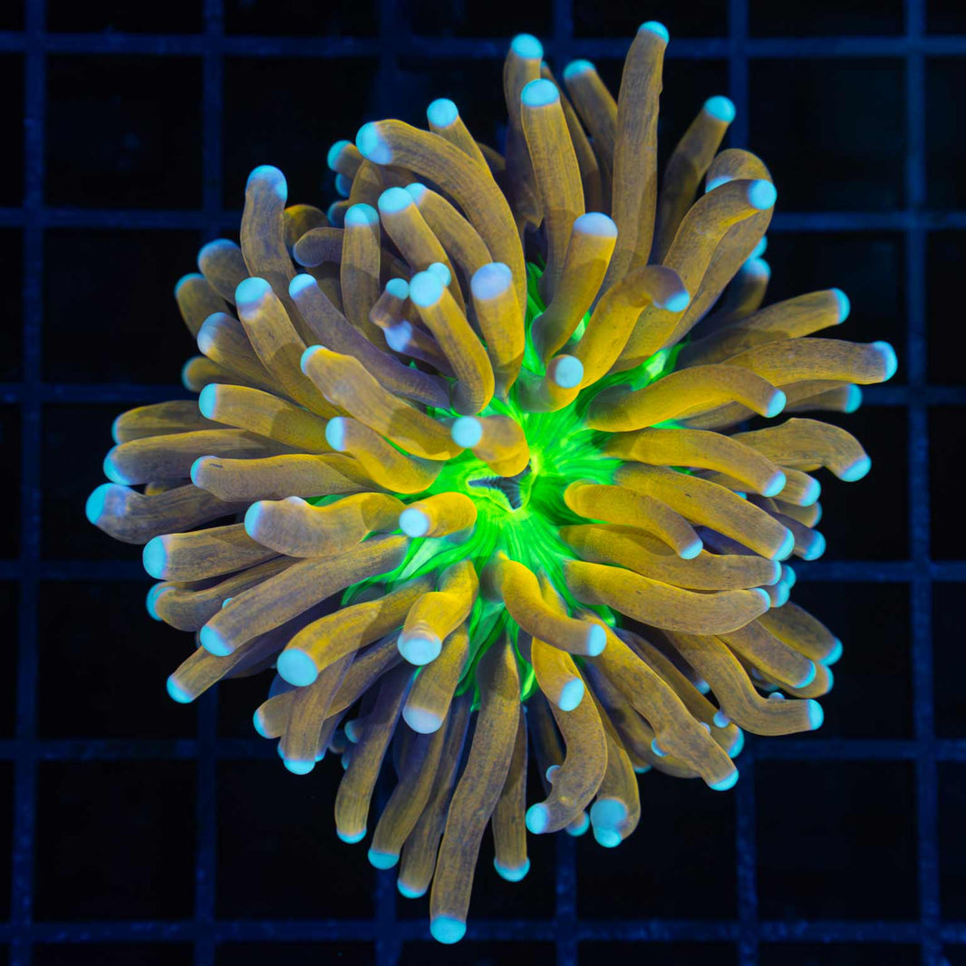 LPS Corals For Sale – Page 5 – Lucky Corals