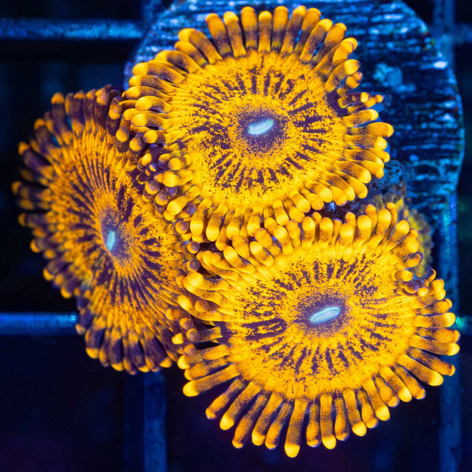 Zoa Corals For Sale - Overnight Shipping – Lucky Corals