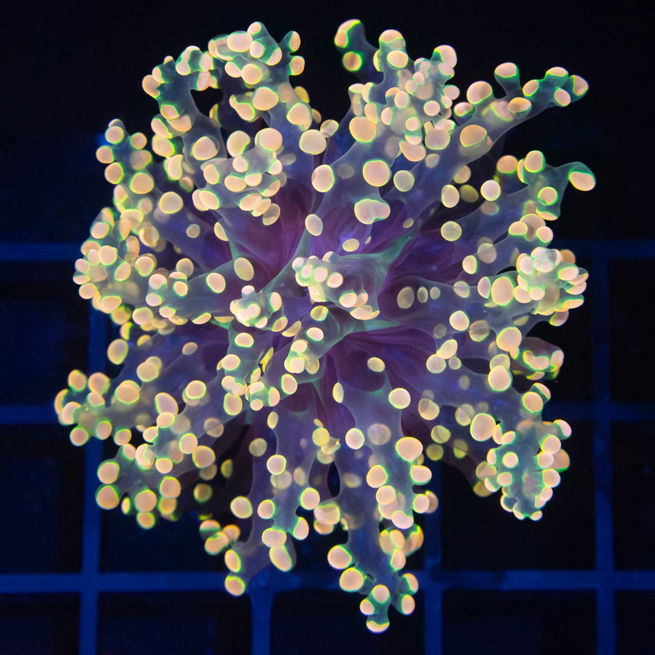 Glowbug Branching Frogspawn (Nice!) – Lucky Corals