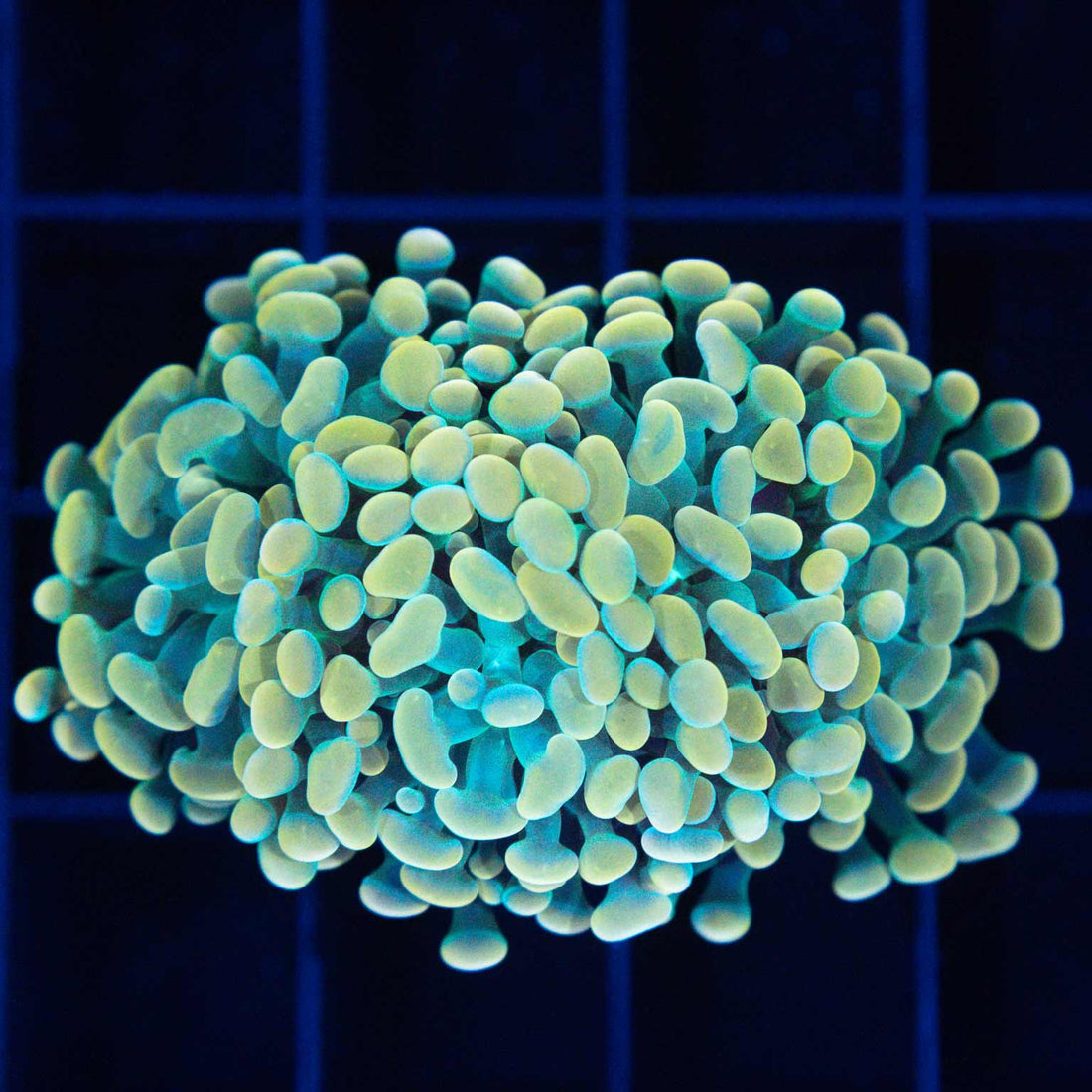 3 Heads Gold and Green Hammer Coral – Lucky Corals
