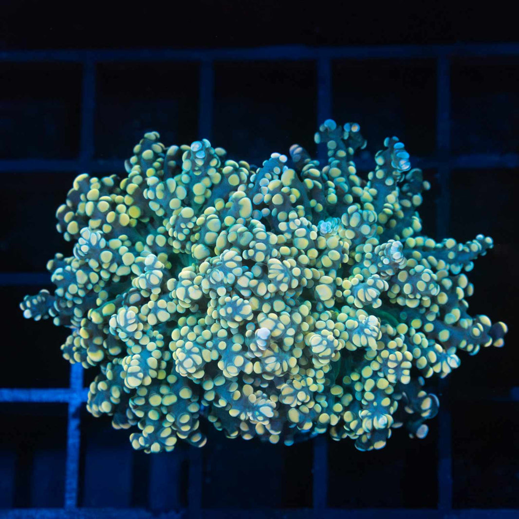 LPS Corals For Sale – Page 4 – Lucky Corals