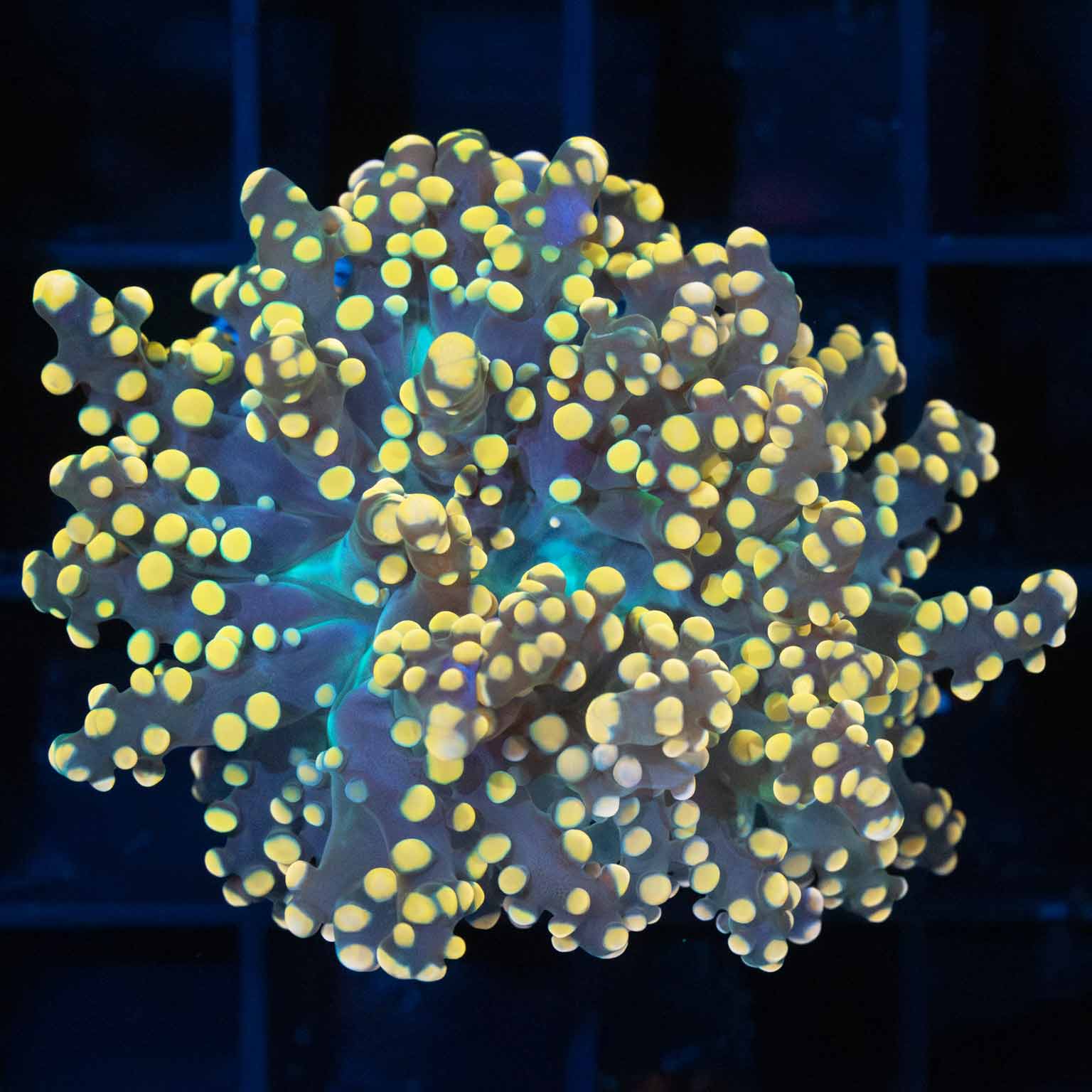 LPS Corals For Sale – Page 3 – Lucky Corals