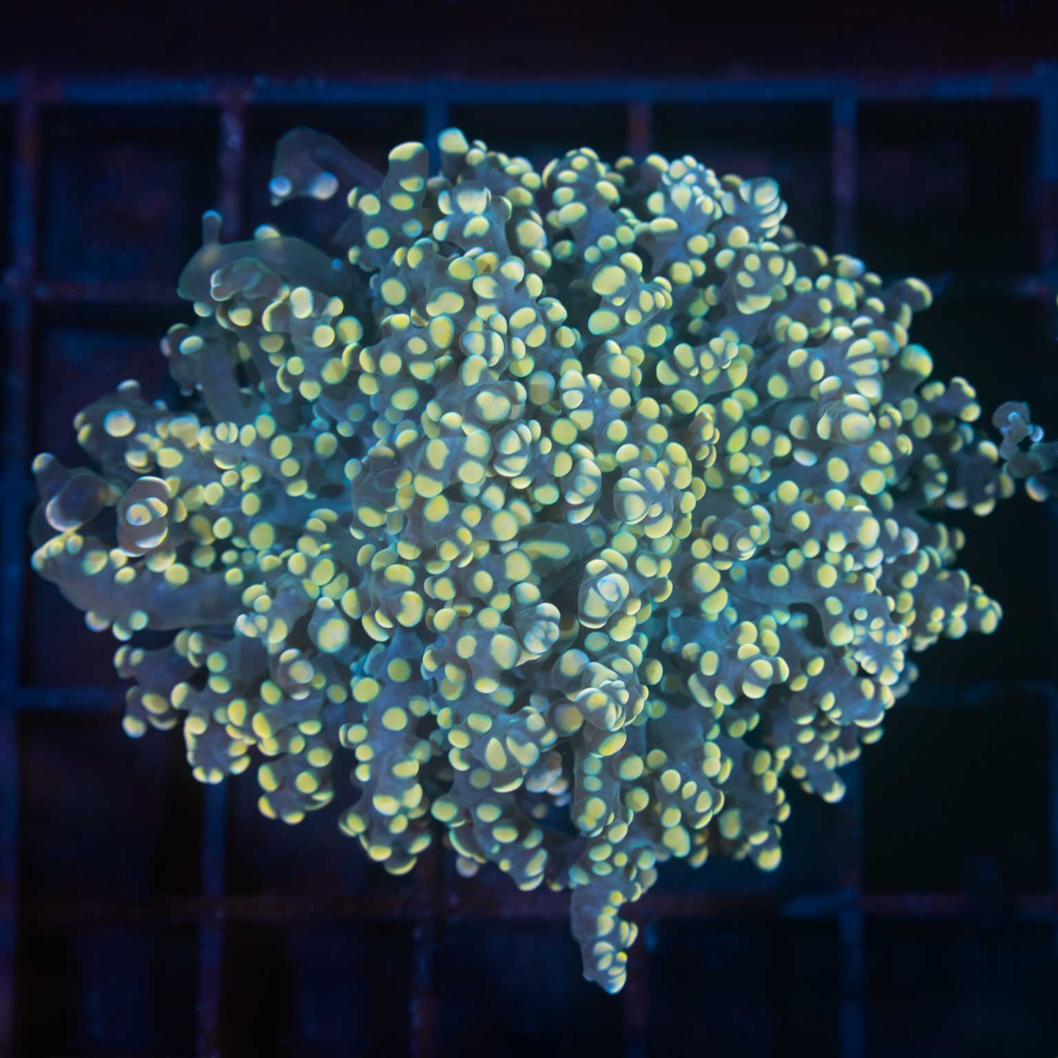 Euphyllia (Torch, Hammer, Frogspawn, Octospawn) - Coral for sale ...