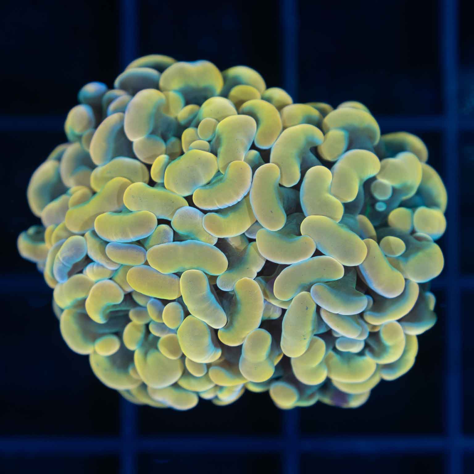 LPS Corals For Sale – Page 4 – Lucky Corals