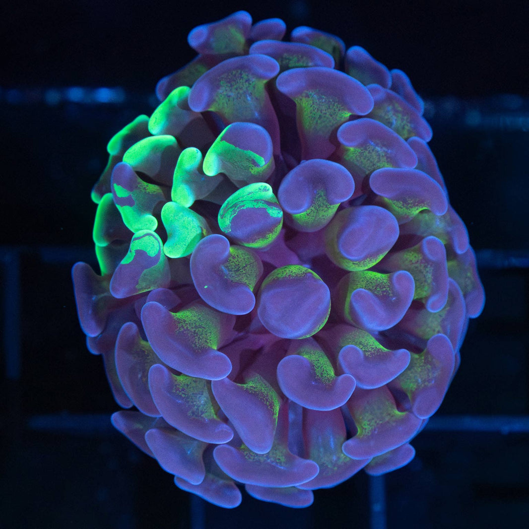 LPS Corals For Sale – Page 4 – Lucky Corals