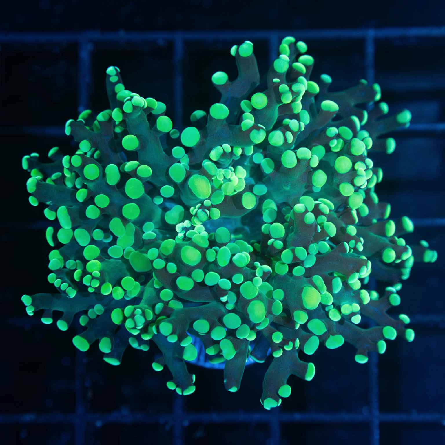 LPS Corals For Sale – Lucky Corals