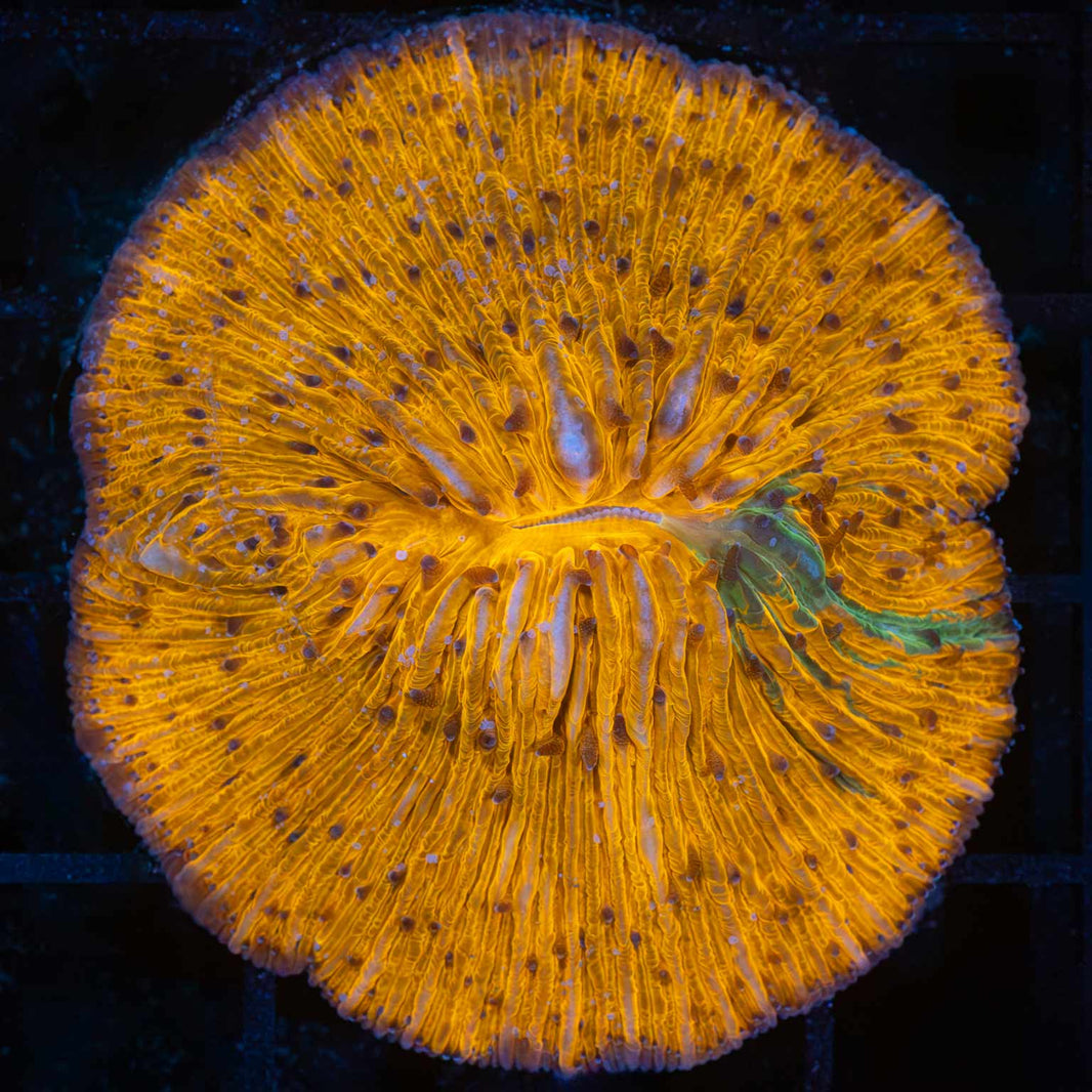 LPS Corals For Sale – Page 5 – Lucky Corals