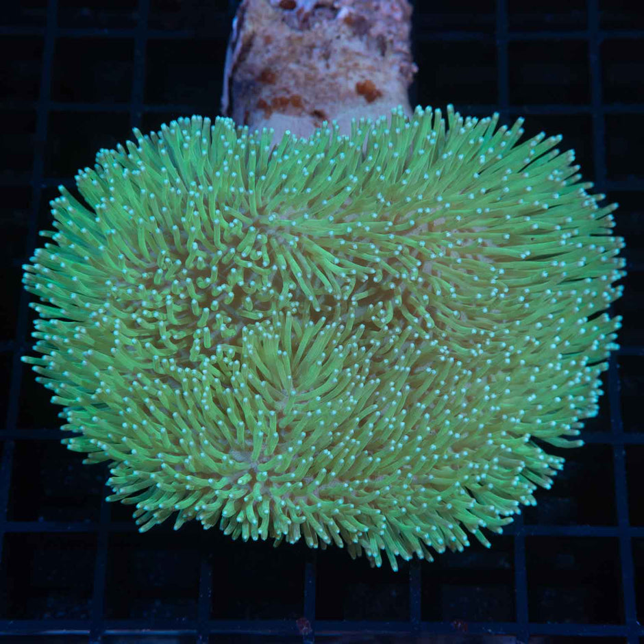 Leather Corals for sale - Leather coral care – Lucky Corals