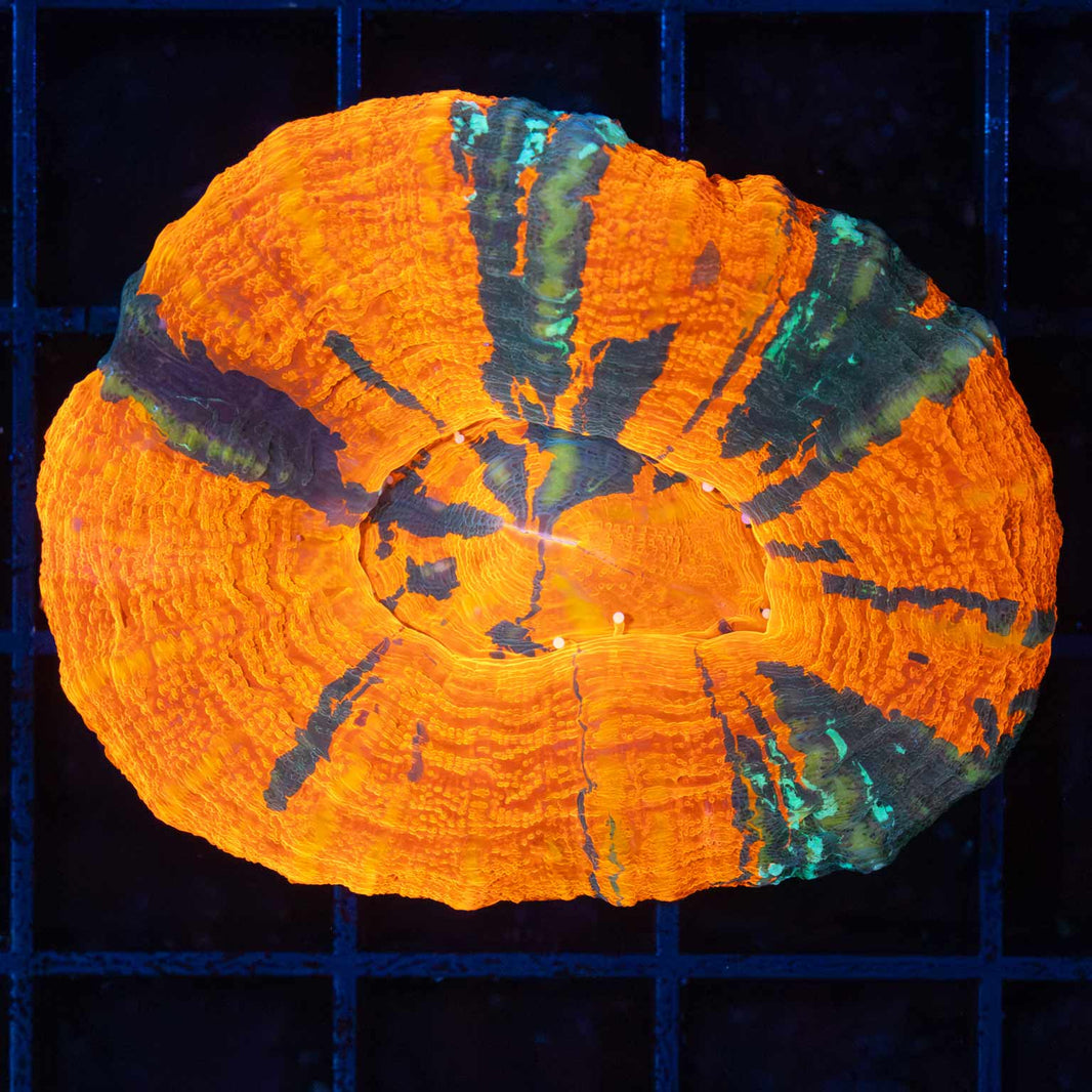 Scoly Coral (Scolymia) for sale – Lucky Corals